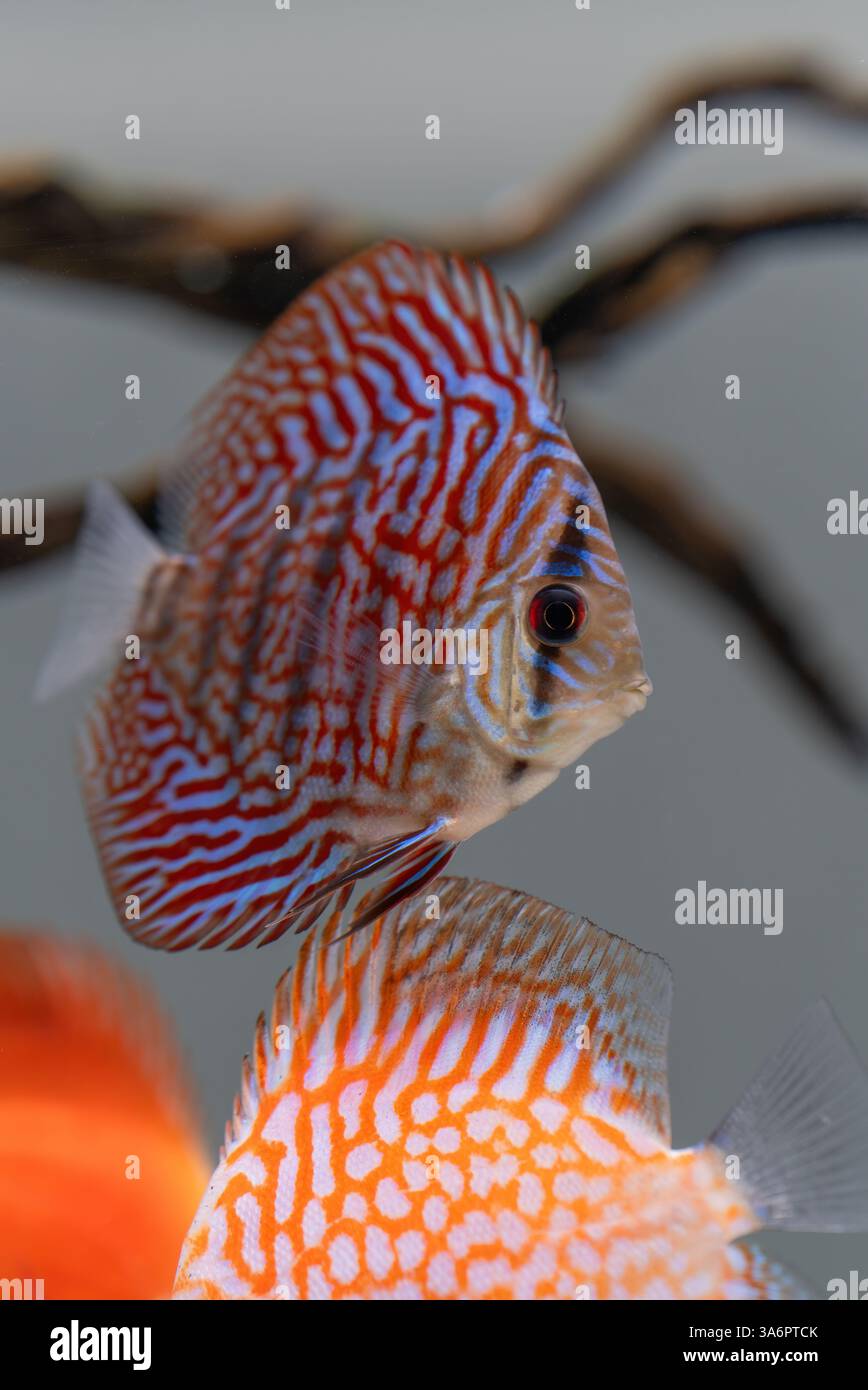 Tropical freshwater discus fish hi-res stock photography and images - Alamy