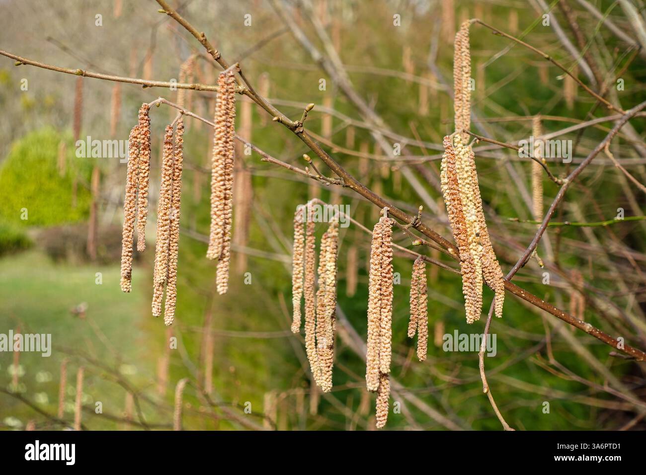 Hazel Catkins Swinging in Early Spring Breeze Stock Photo - Alamy