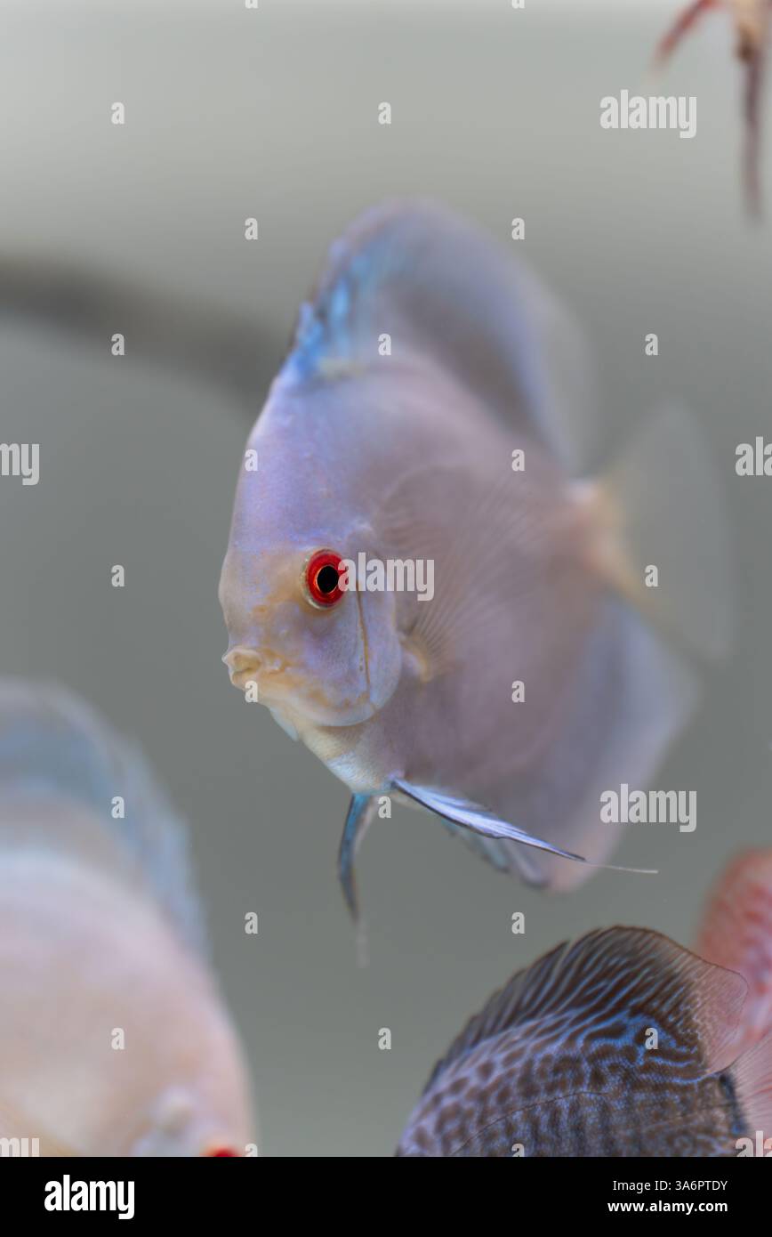 Colorful Discus Fish Swimming in Aquarium Stock Photo - Alamy