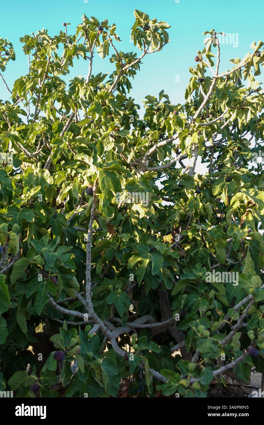 Lush Fig Tree Under Blue Sky Stock Photo - Alamy