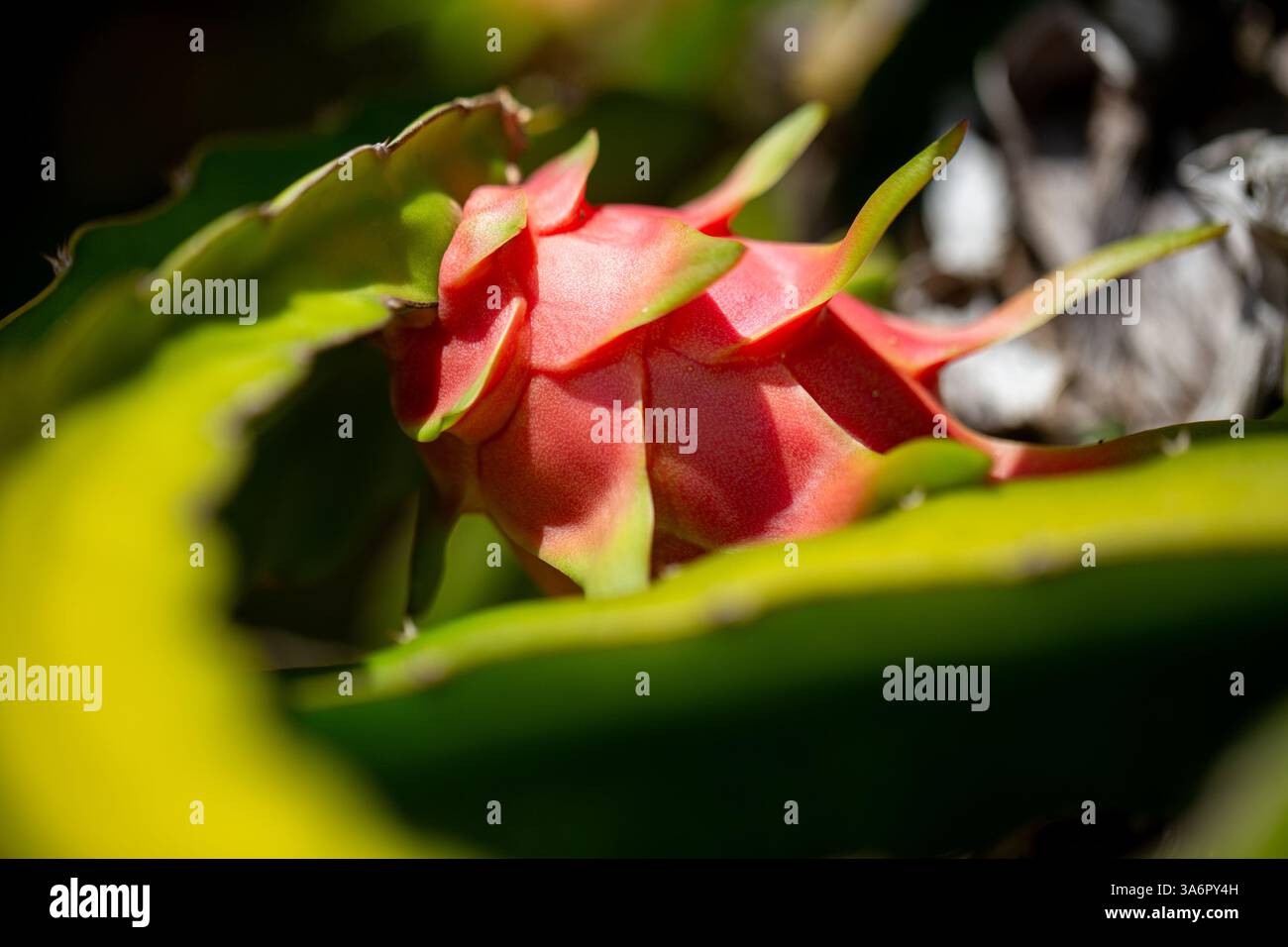 Zoomed fruit hi-res stock photography and images - Alamy
