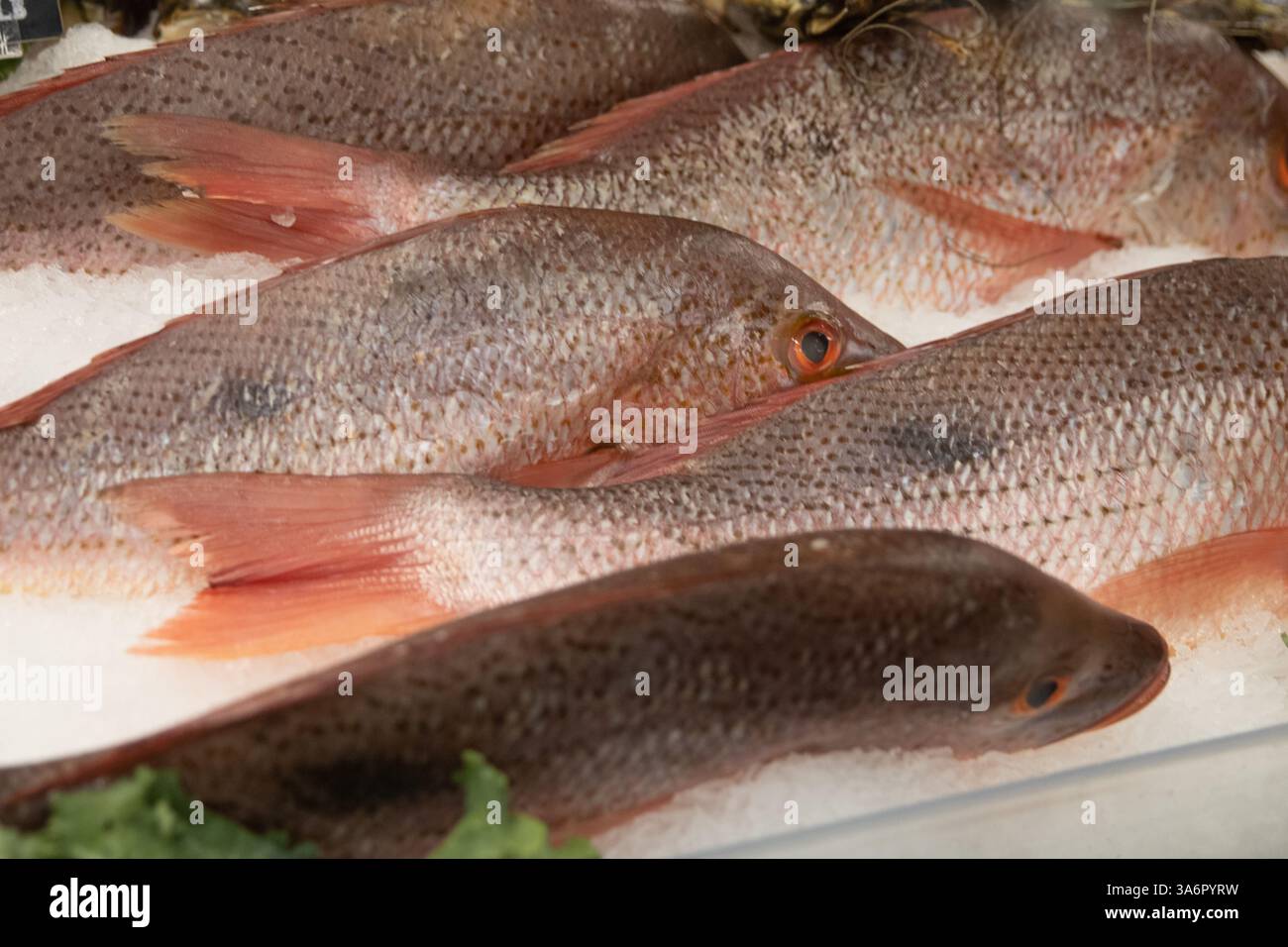 Red Snapper on ice at the fish market Stock Photo - Alamy