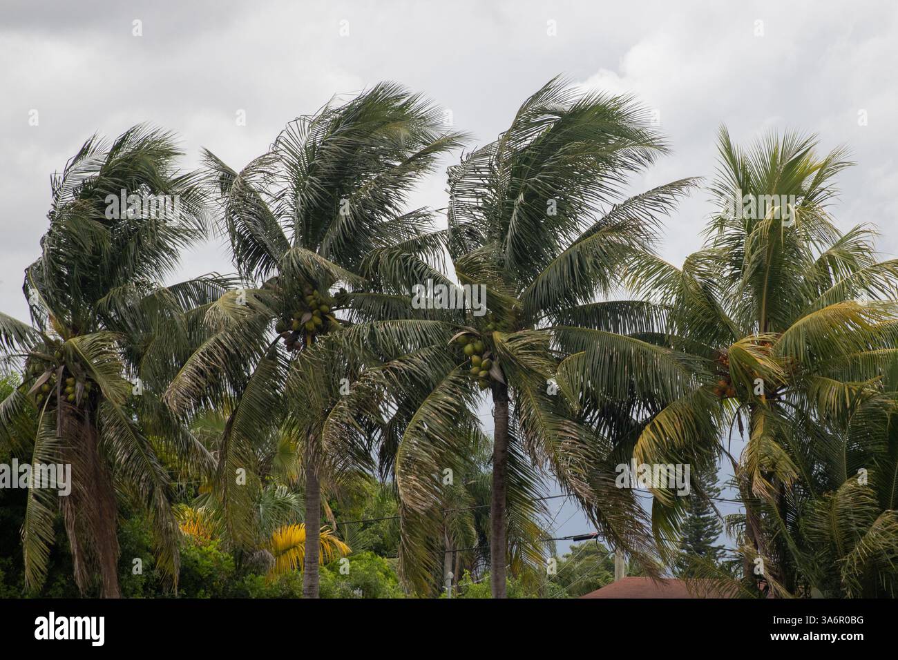 Winds increasing as a tropical storm approaches Stock Photo - Alamy