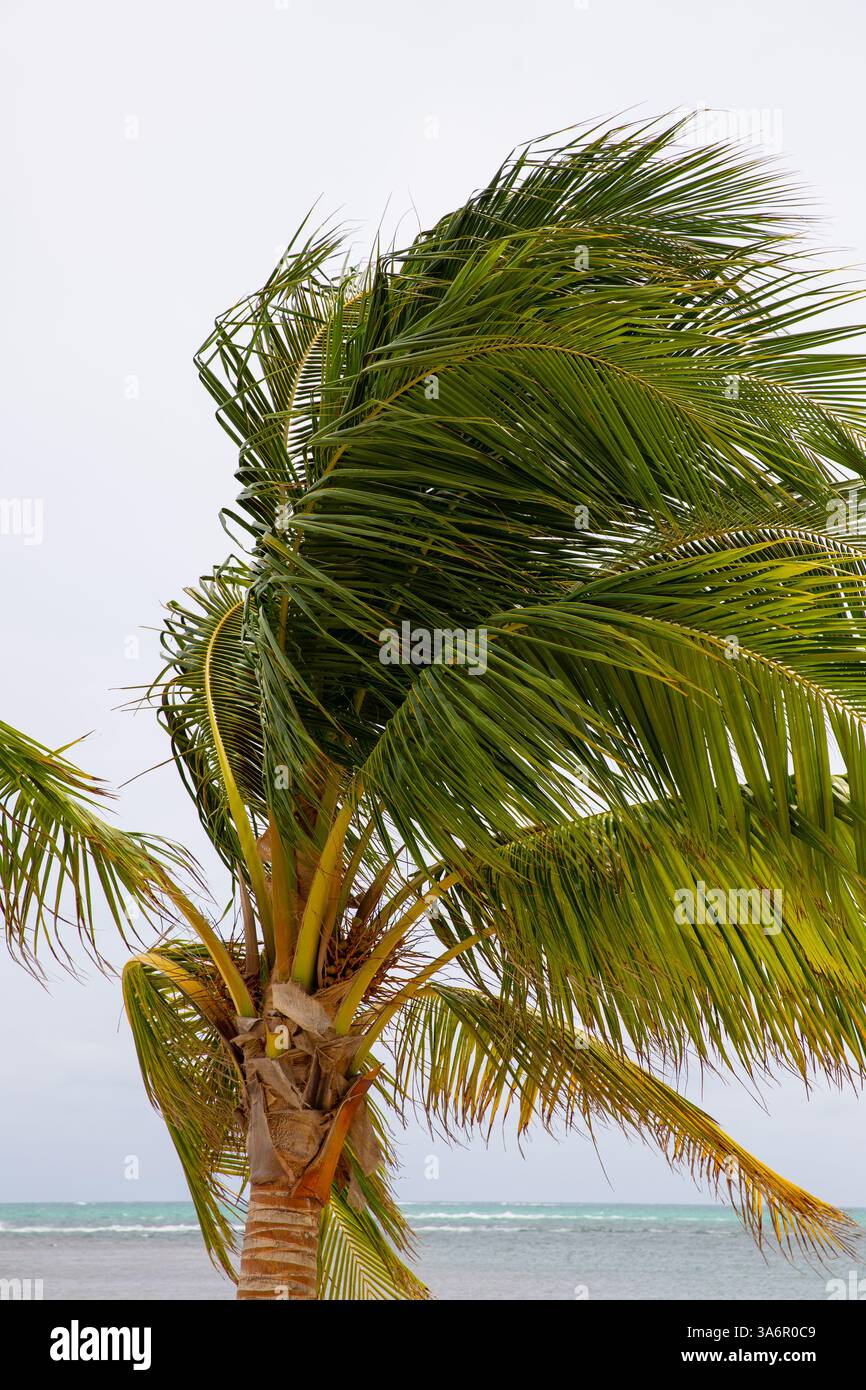 Single Palm Tree on a overcast windy day Stock Photo - Alamy