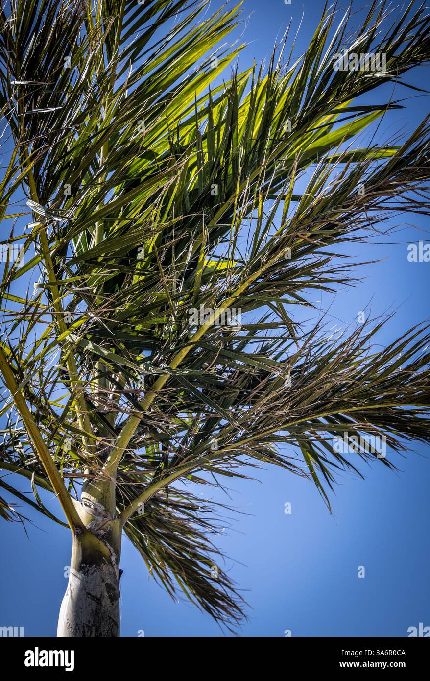 A single palm tree swaying in the wind Stock Photo - Alamy
