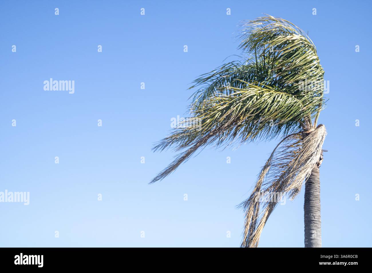 Over Exposed Palm Tree before a storm Stock Photo - Alamy