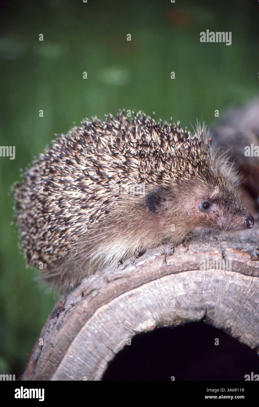 Young wild hedgehog on a log hi-res stock photography and images - Alamy