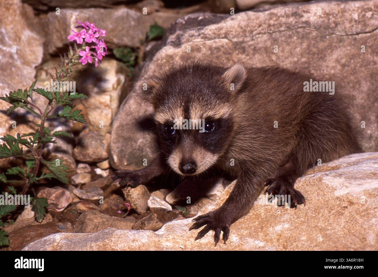 Baby raccooon in rocks, Missouri Stock Photo - Alamy