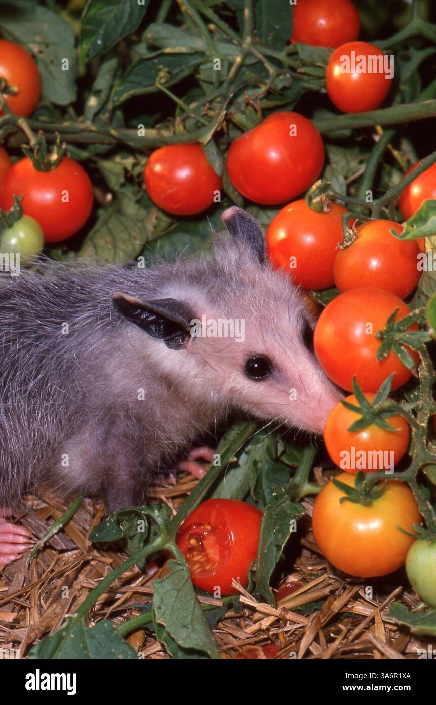 Baby possum eating cherry tomato in vegetable garden, Missouri, USAg ...