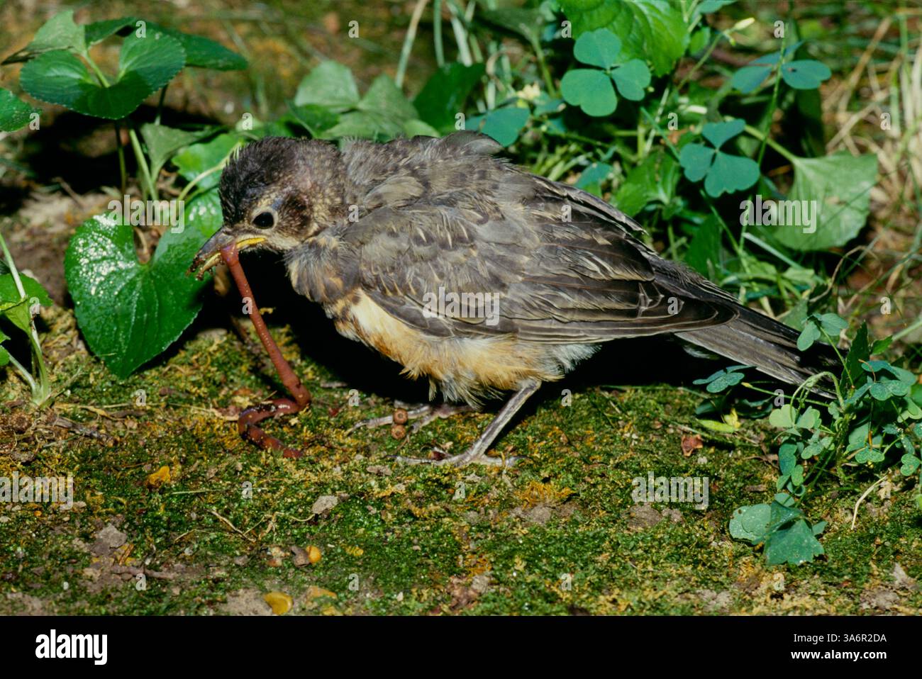 Young Robin, Turdus Migratorious, pulling on an earthworm in a summer ...