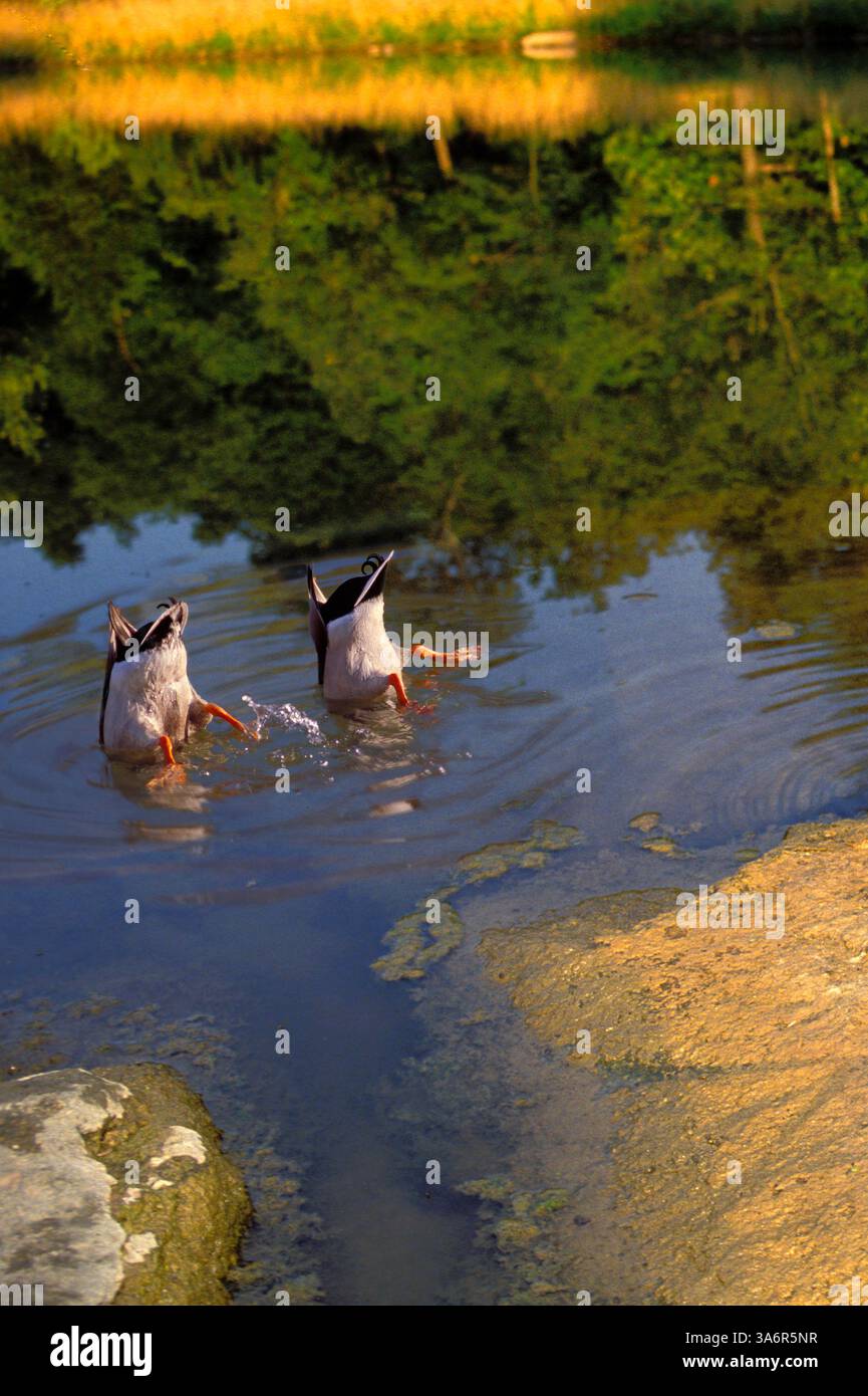 Two mallard ducks kick and paddle to keep their tails in the air while ...