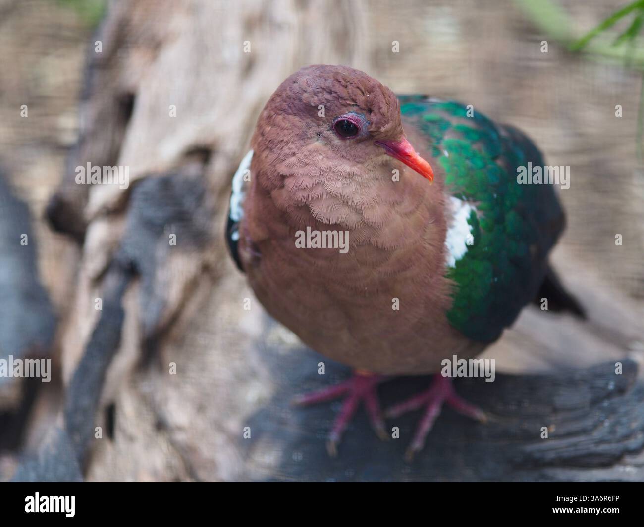 Clatter dove hi-res stock photography and images - Alamy