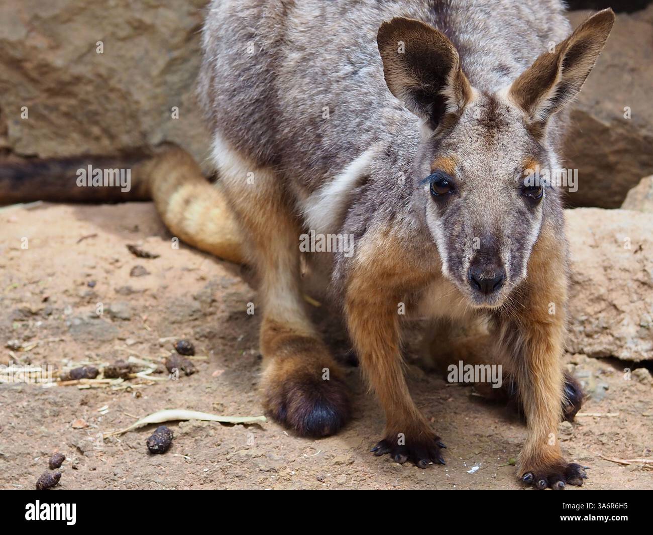 Vulnerable in sa hi-res stock photography and images - Alamy