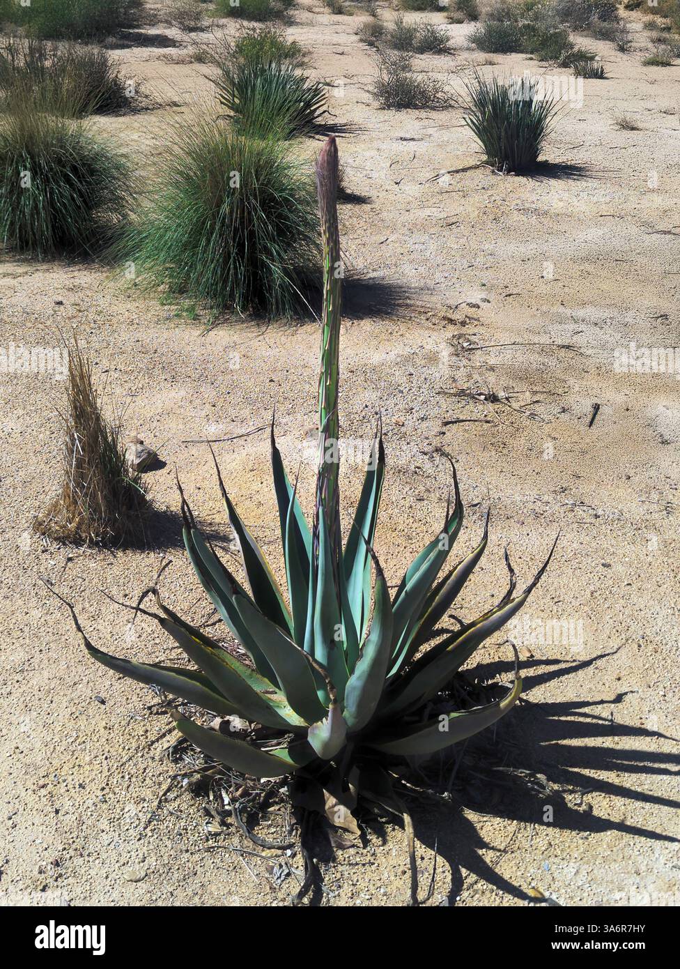 Agave plant with its flower stalk growing Stock Photo - Alamy