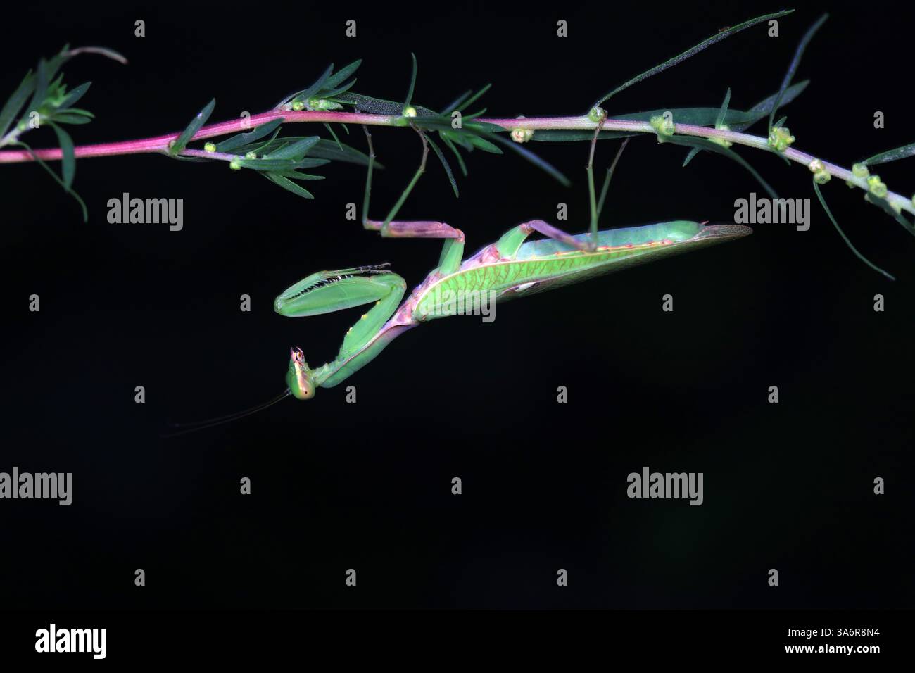 Mantis lives on weeds in the North China Plain Stock Photo - Alamy