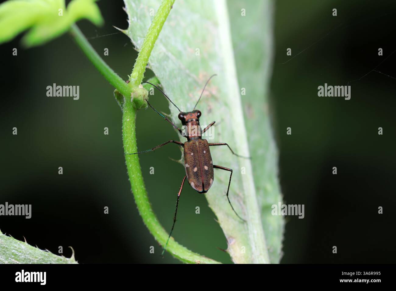 Spotted tiger beetles inhabit wild plants in North China Stock Photo ...