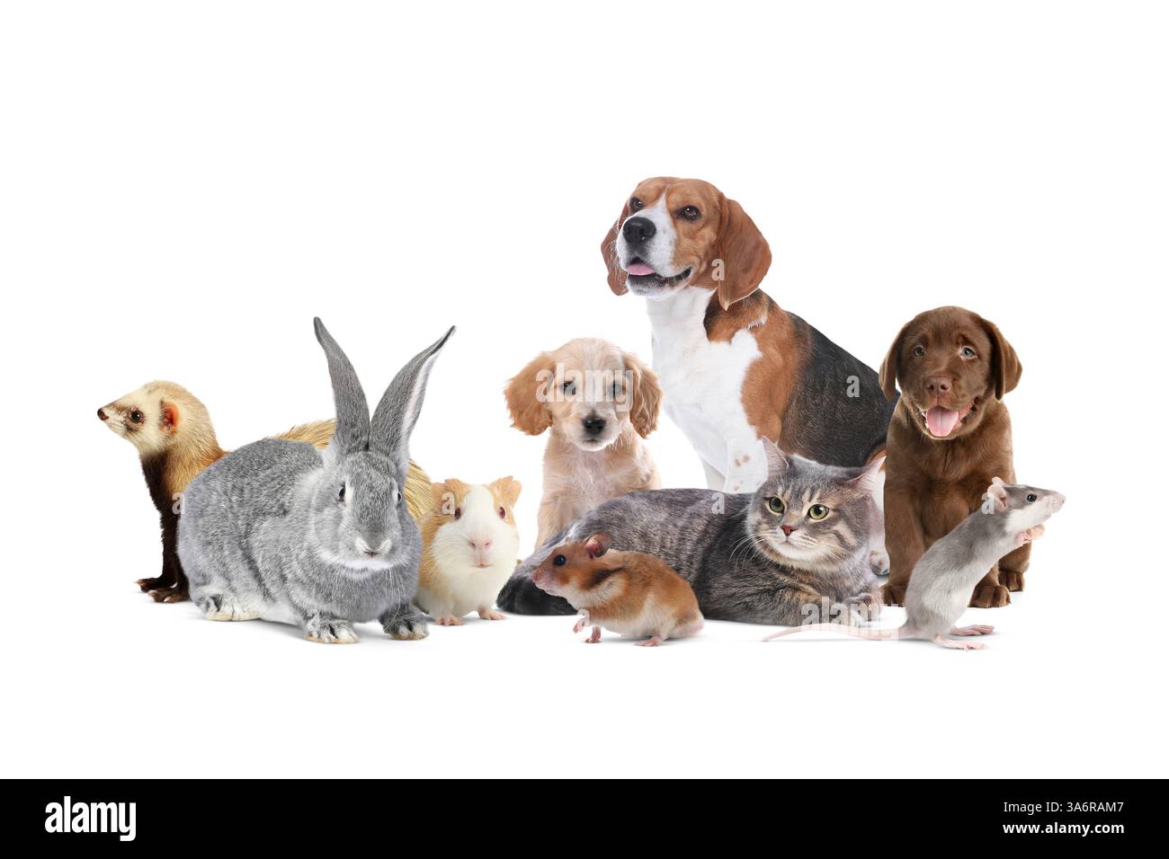 Group of cute domestic pets on white background Stock Photo - Alamy