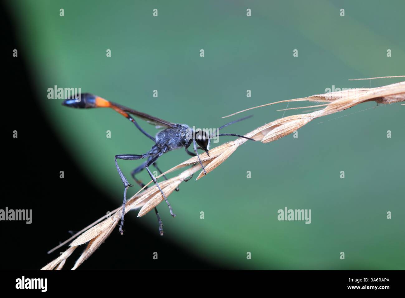 Mud bees on wild plants, North China Stock Photo - Alamy