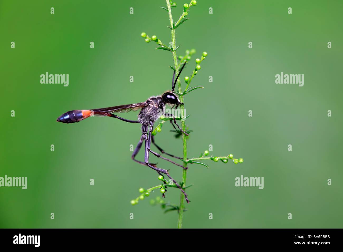 Mud bees on wild plants, North China Stock Photo - Alamy