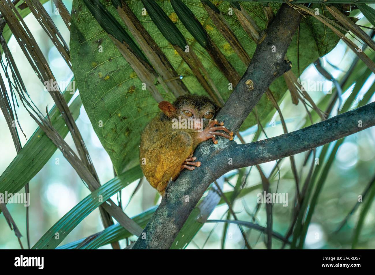 Adorable Bohol Tarsier – One of the World’s Smallest Primates, Found in ...