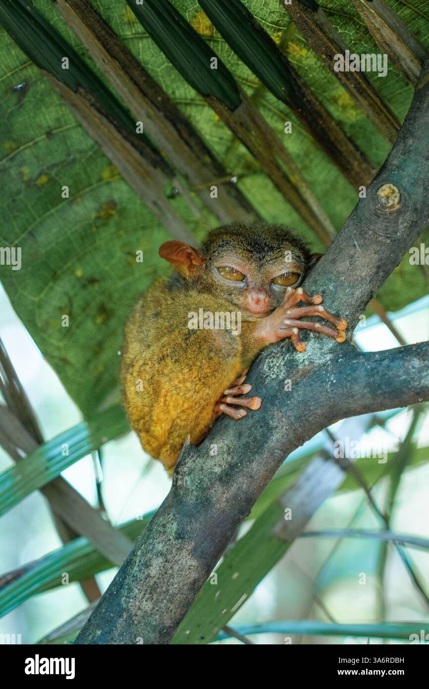 Adorable Bohol Tarsier – One of the World’s Smallest Primates, Found in ...