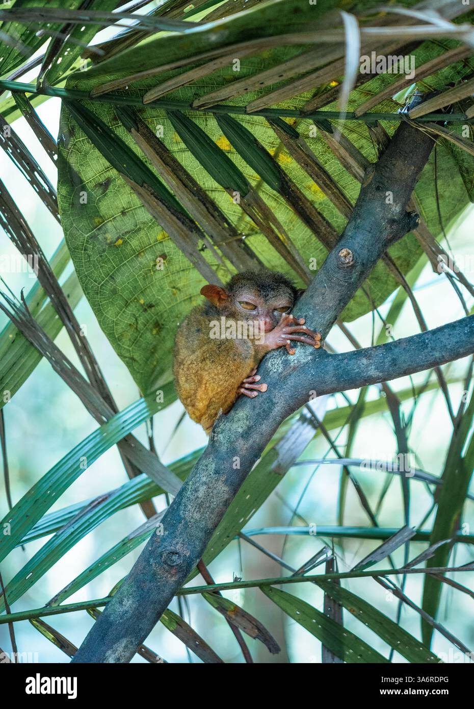 Adorable Bohol Tarsier – One of the World’s Smallest Primates, Found in ...