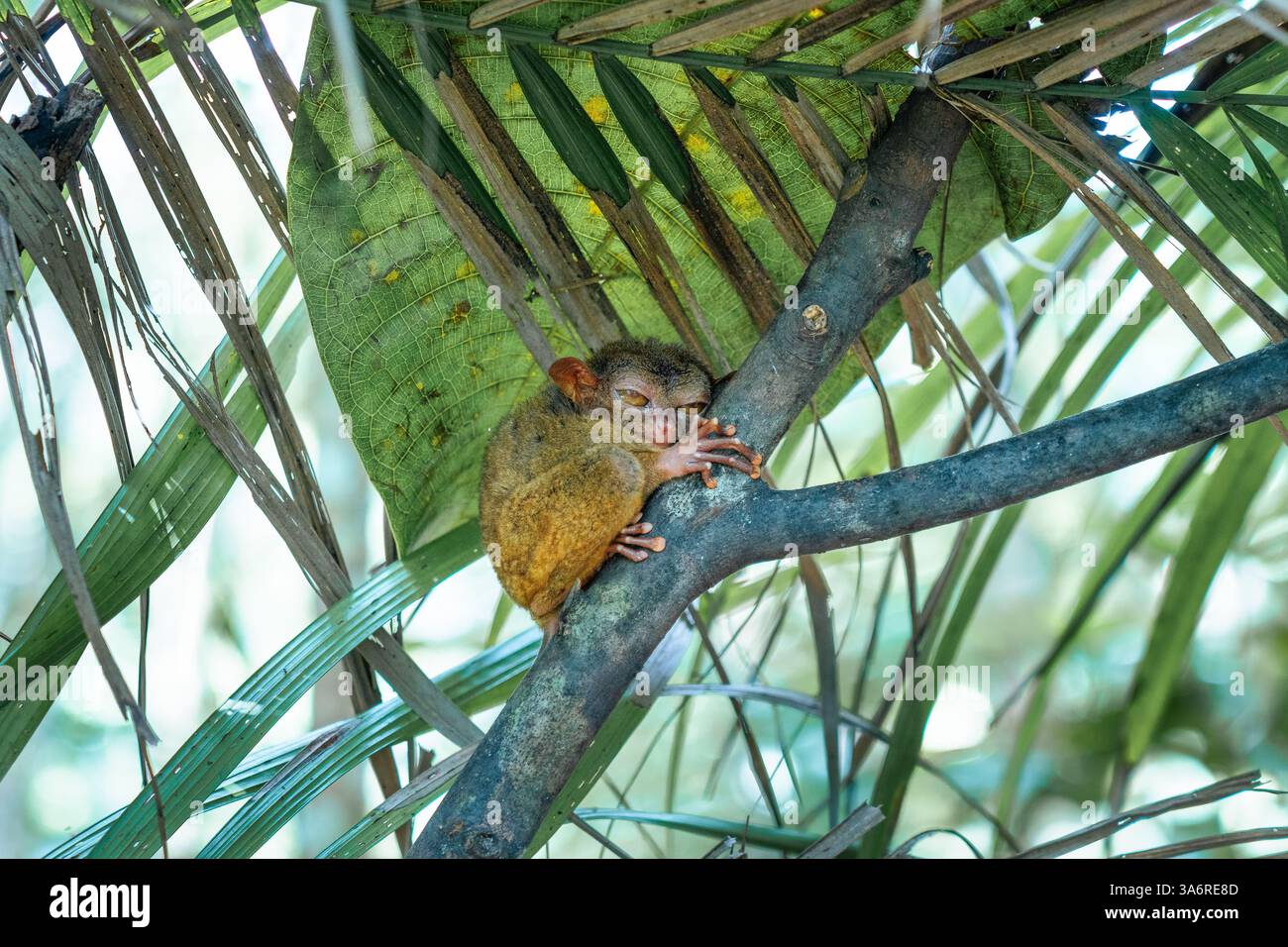 Adorable Bohol Tarsier – One of the World’s Smallest Primates, Found in ...