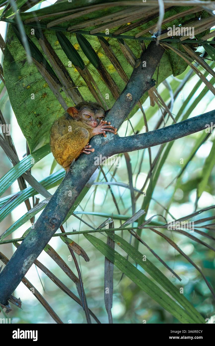 Adorable Bohol Tarsier – One of the World’s Smallest Primates, Found in ...