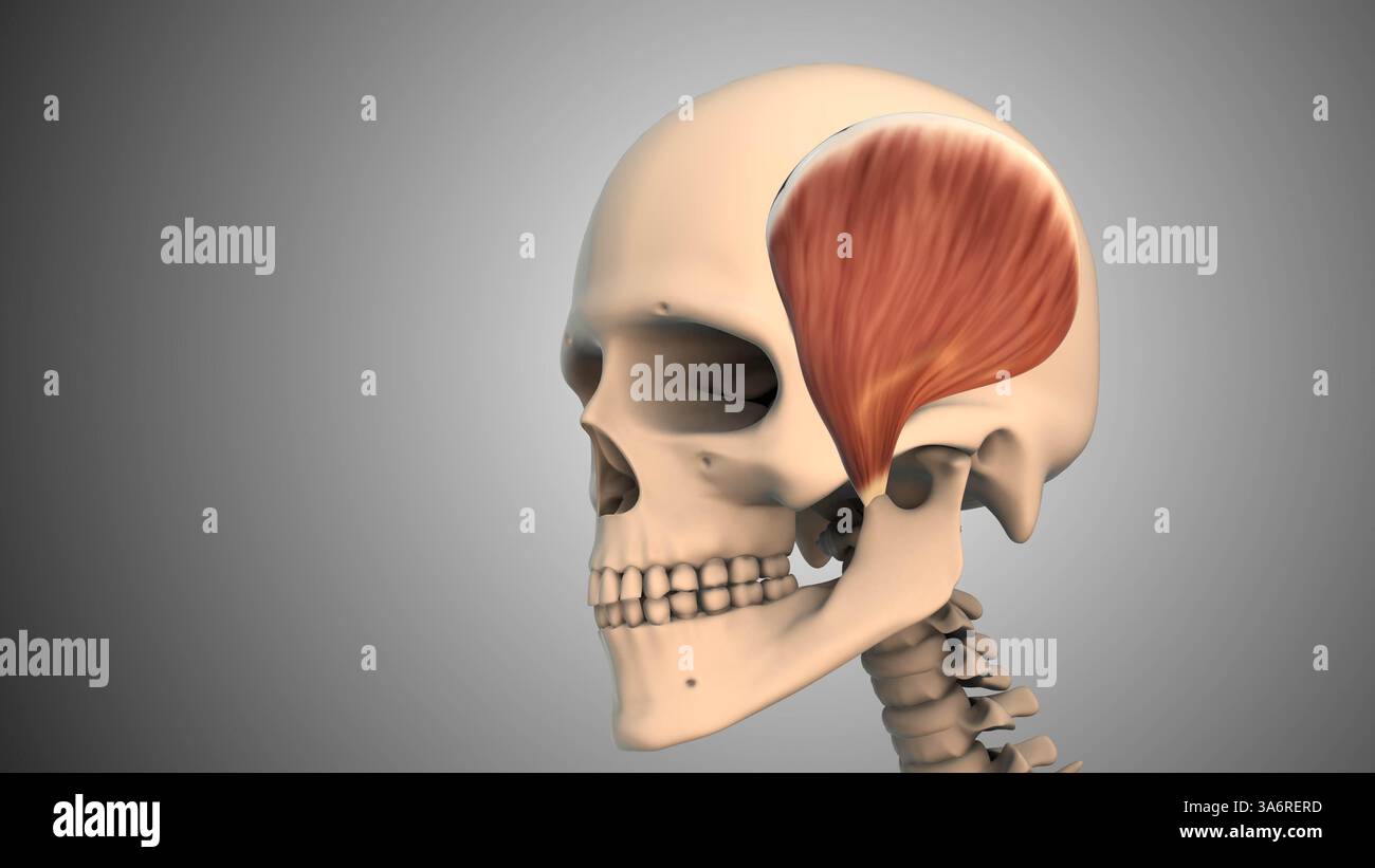 Anatomy of the Temporal Left Muscle Stock Photo - Alamy