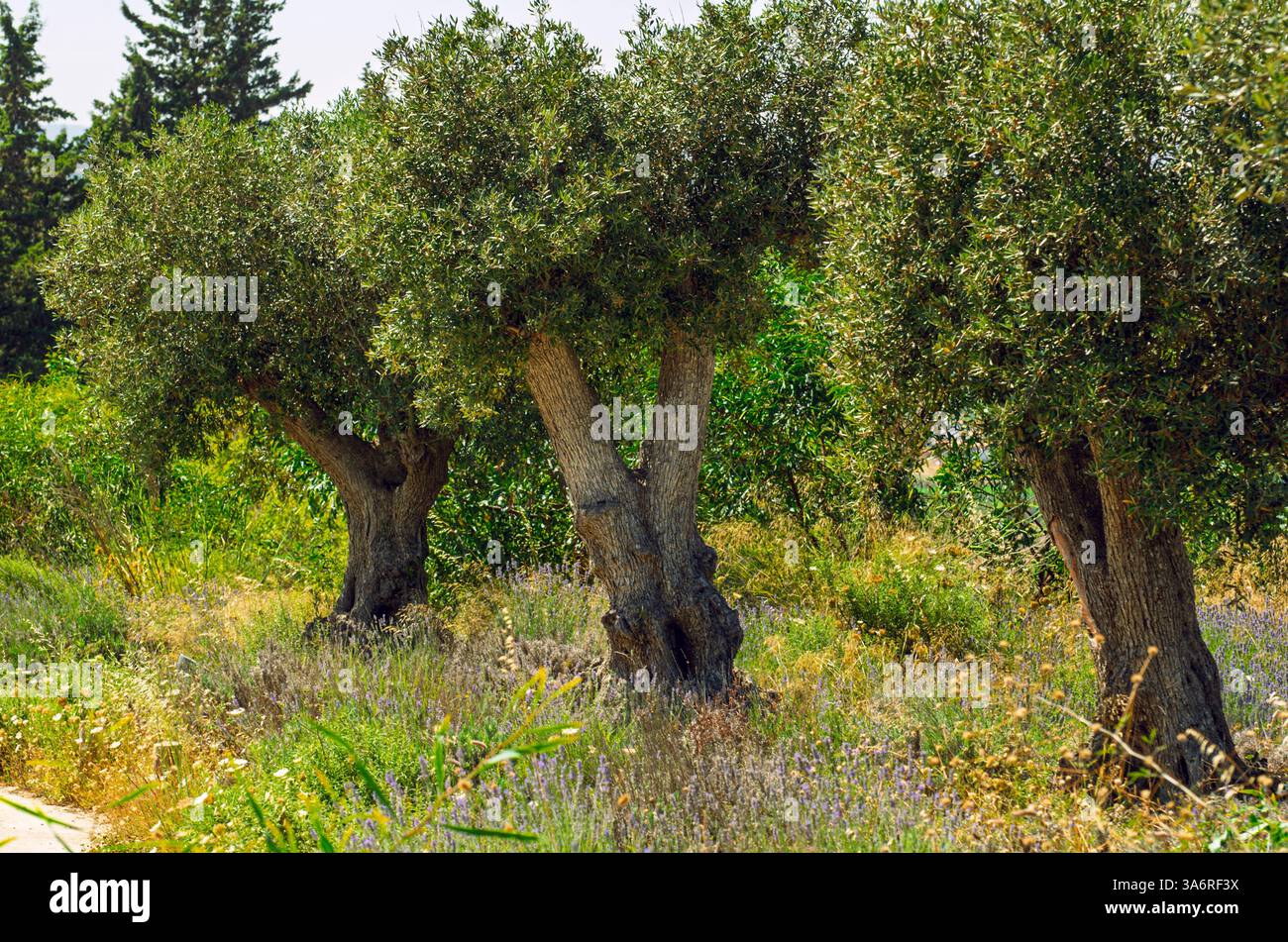 Olive trees sea sunset hi-res stock photography and images - Alamy