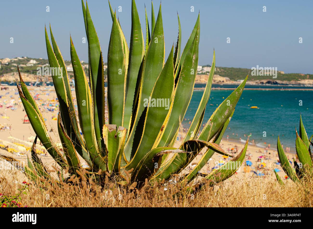 Agave americana, and a beach in Algarve Stock Photo - Alamy
