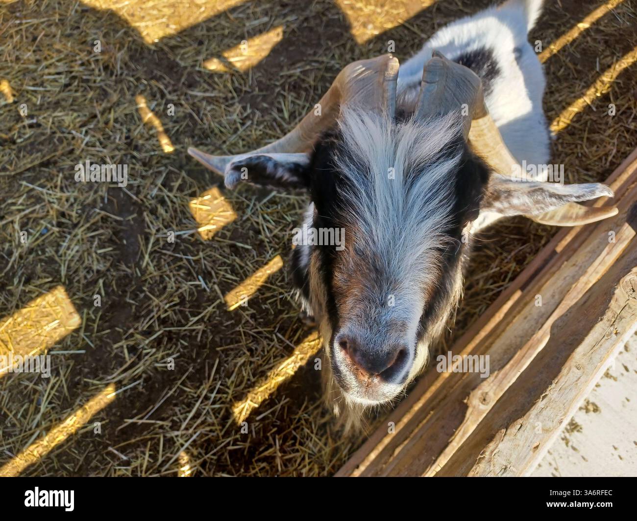 Goatfamily hi-res stock photography and images - Alamy