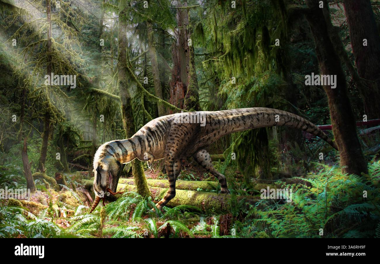 Illustration of a Gorgosaurus libratus dinosaur feeding on Citipes ...
