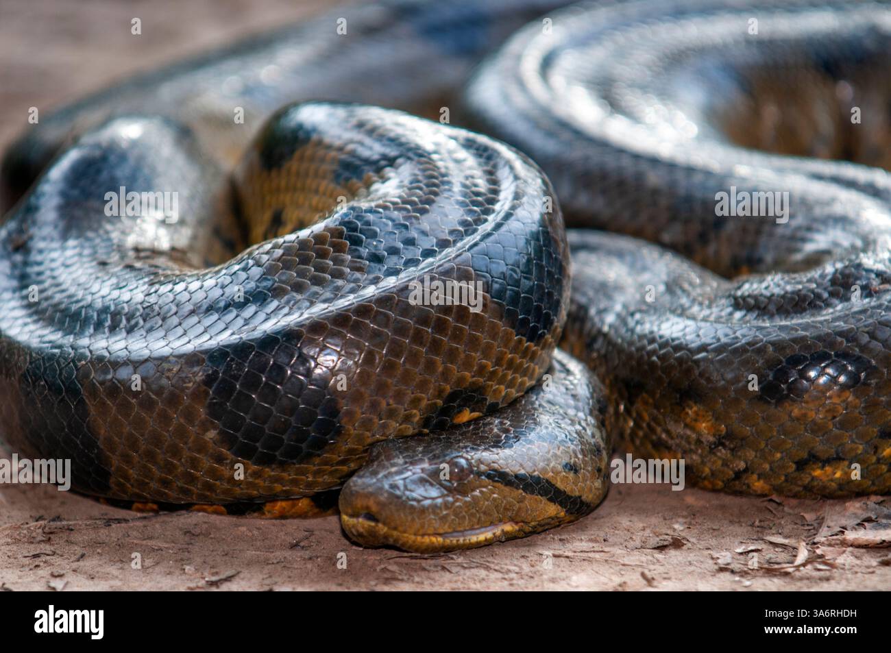 Green anaconda (Eunectes murinus). South America's green anaconda is ...