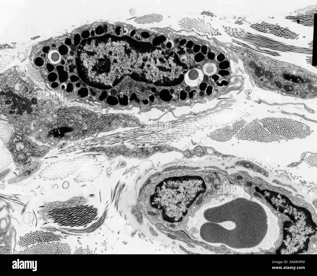 Mast cell. Transmission electron micrograph (TEM) showing a rat mast ...