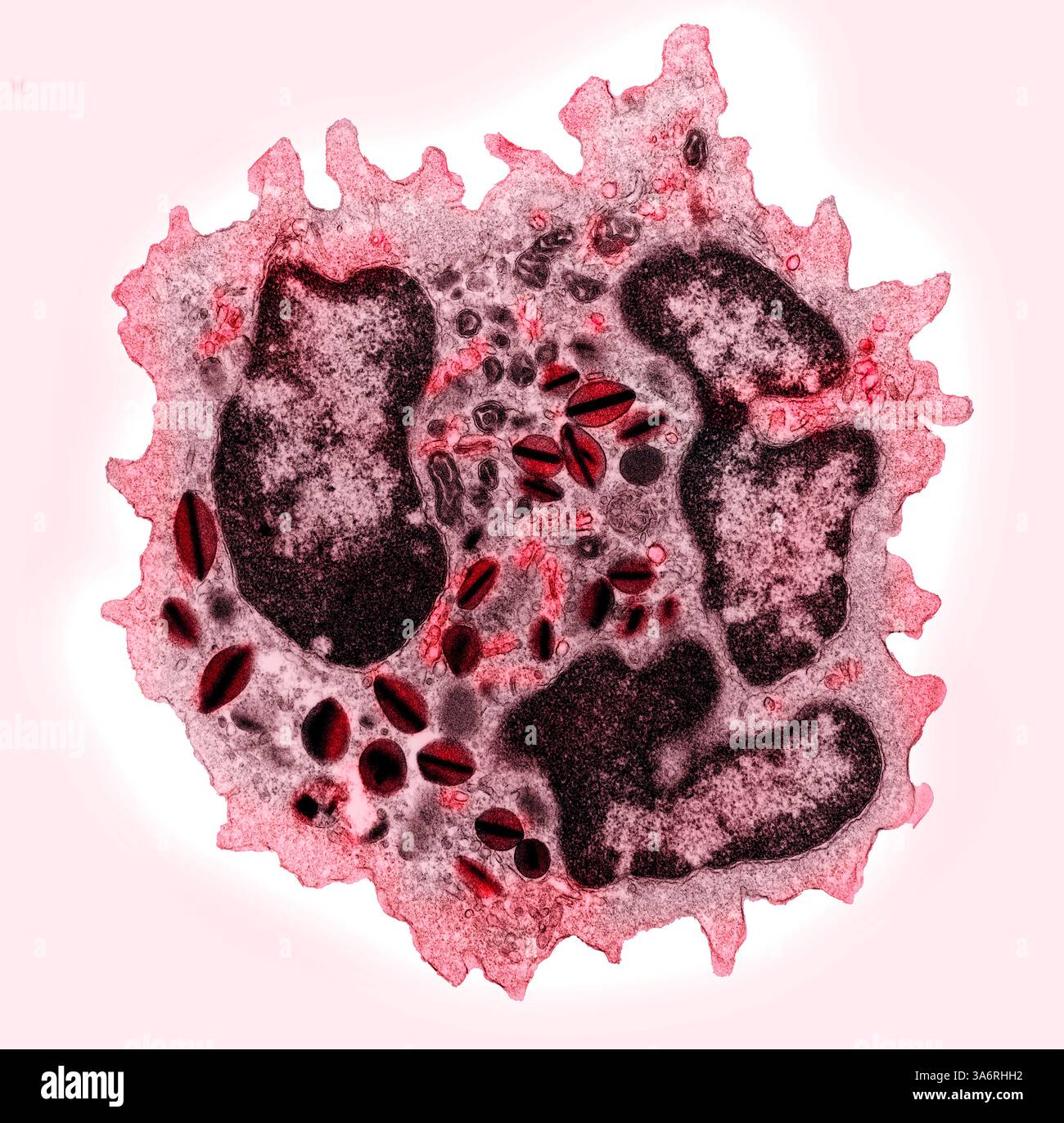 Mouse eosinophil. Coloured transmission electron micrograph (TEM) of a ...