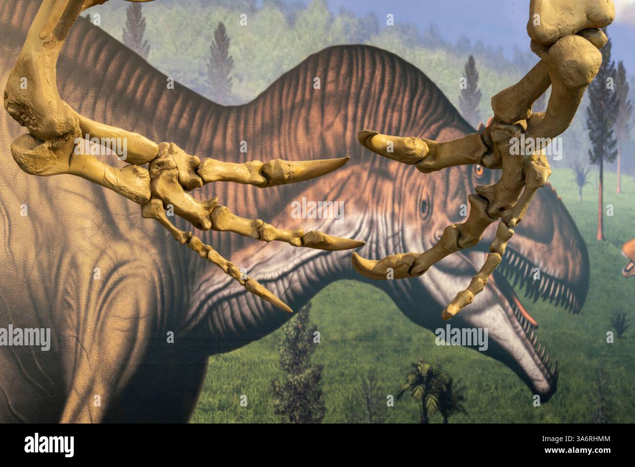 Model claws cast of an Allosaurus fragilis dinosaur. This large bipedal predator lived during ...