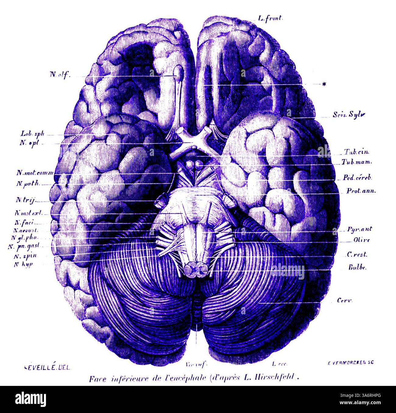 Illustration of the anatomy of the underside of the brain. From ...