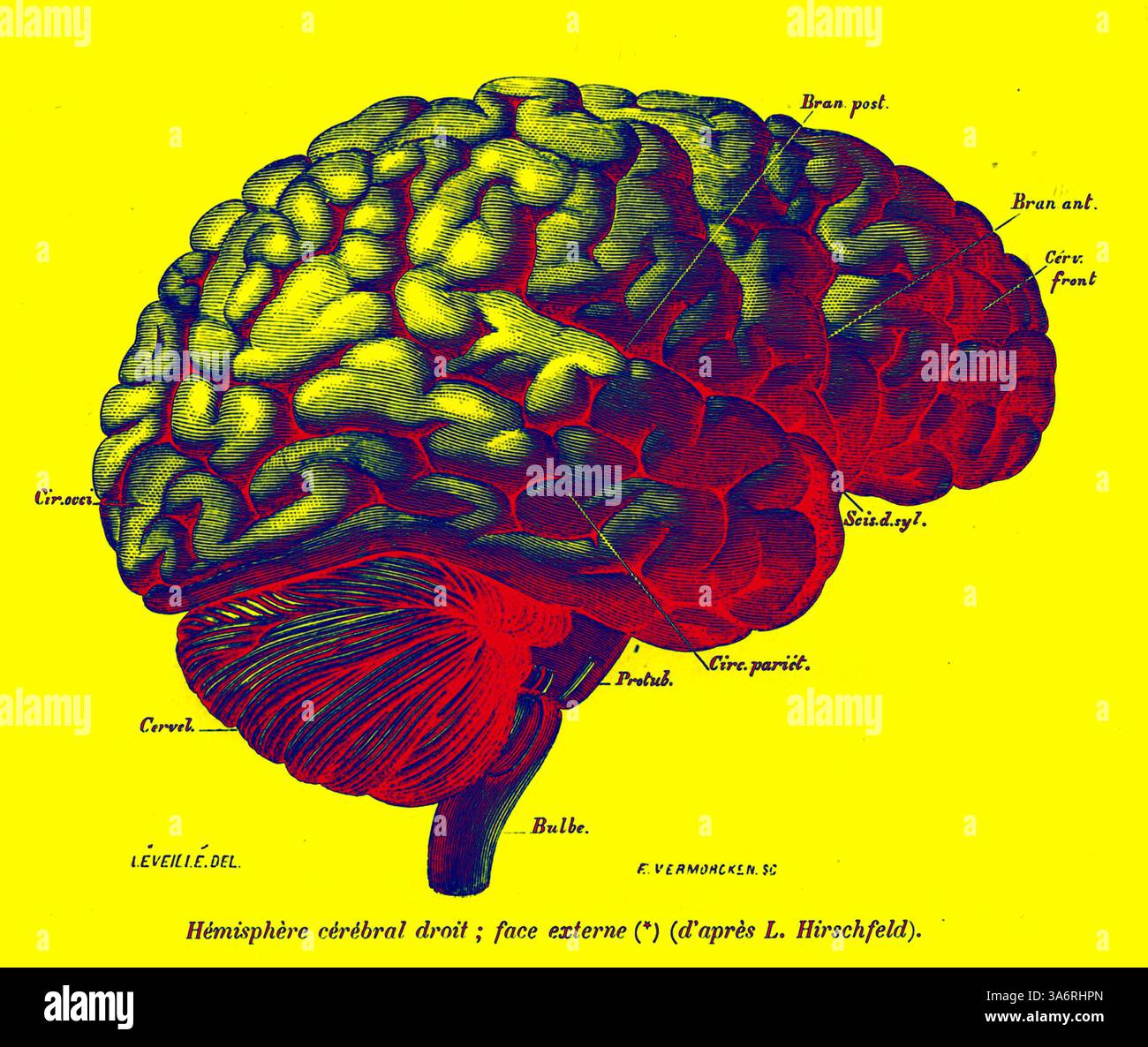 Illustration of the anatomy of the external surface of the right ...