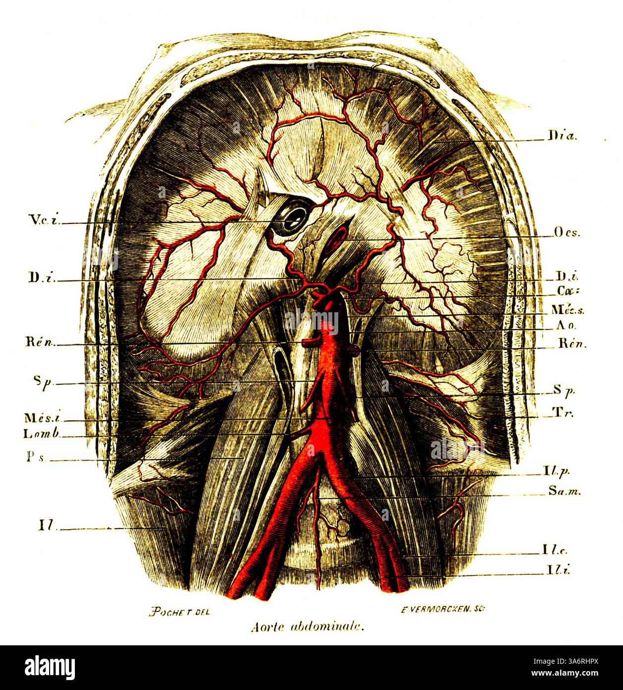 Illustration of the anatomy of the abdominal aorta. The aorta is the ...