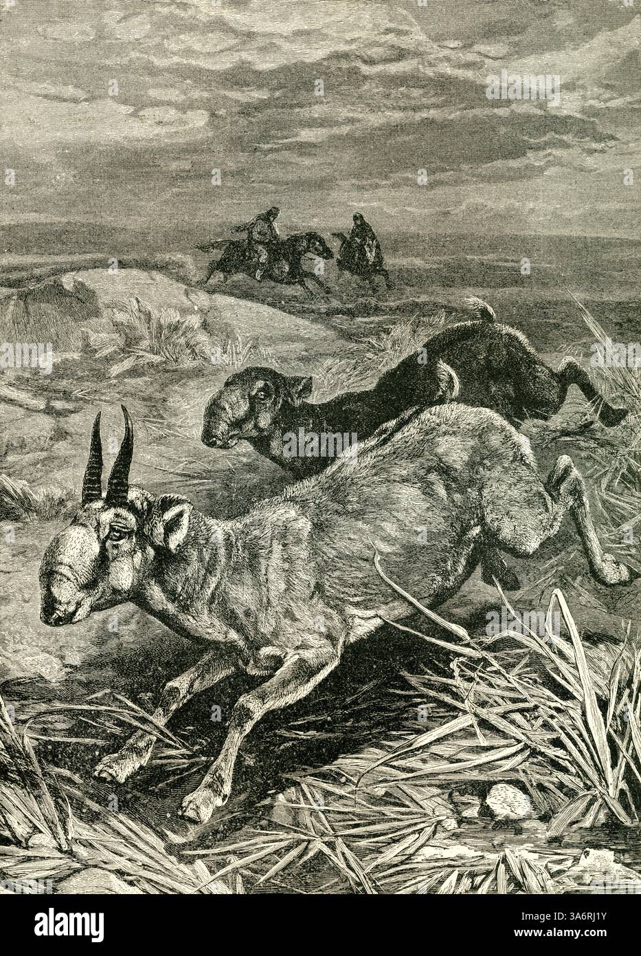 THE SAIGA ( Colus tartaricus ) / The Unique Antelope of the Russian and ...