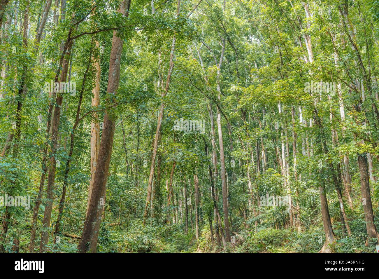 Enchanting Bilar Man-Made Forest in Bohol – A Scenic Canopy of Mahogany ...