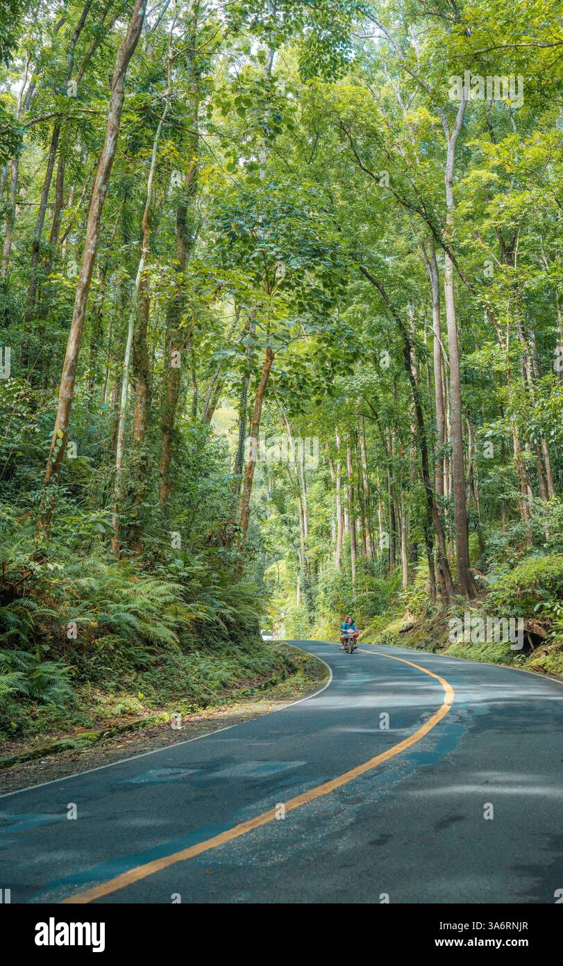 Enchanting Bilar Man-Made Forest in Bohol – A Scenic Canopy of Mahogany ...