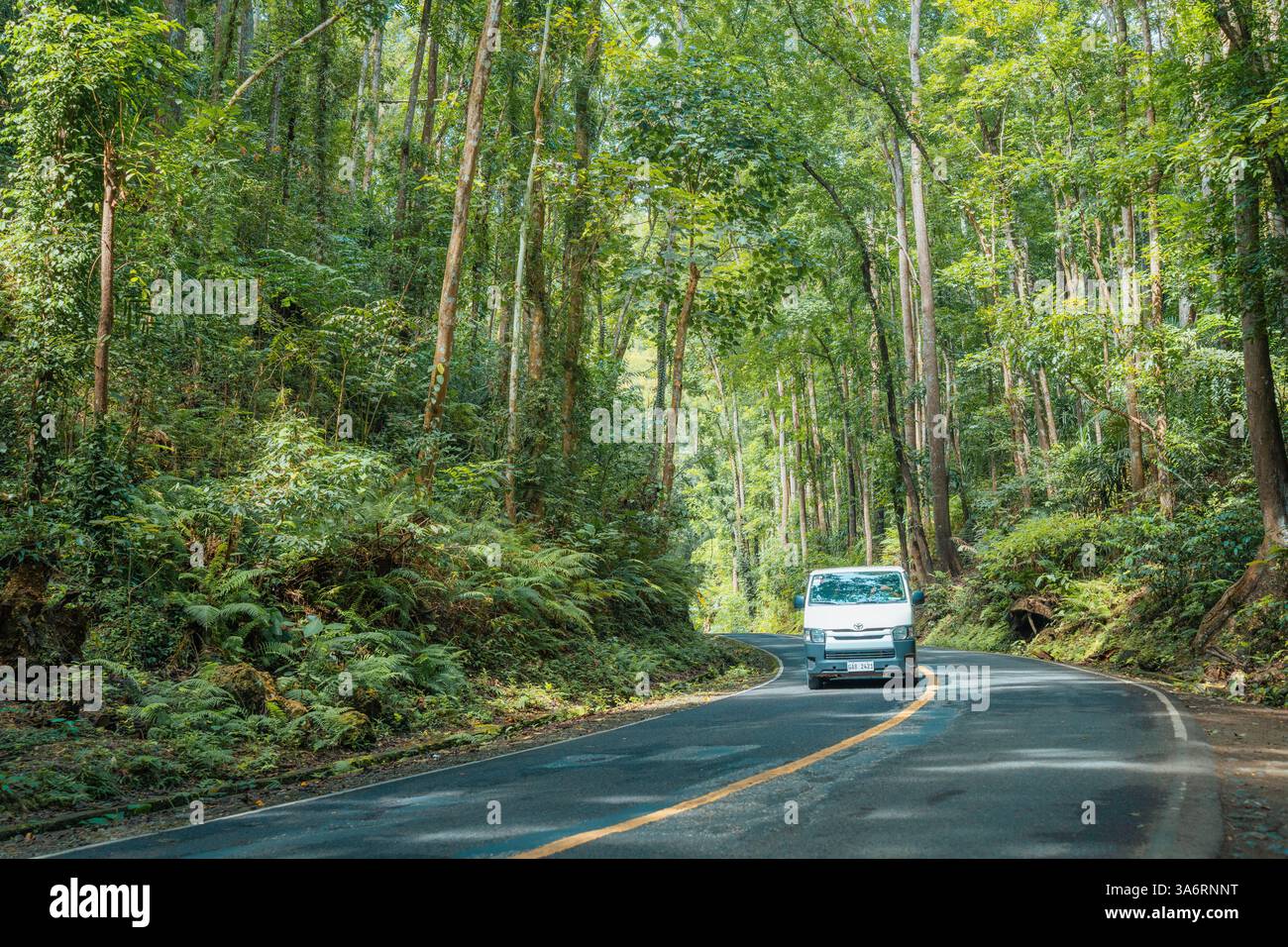 Bilar man made forest hi-res stock photography and images - Alamy