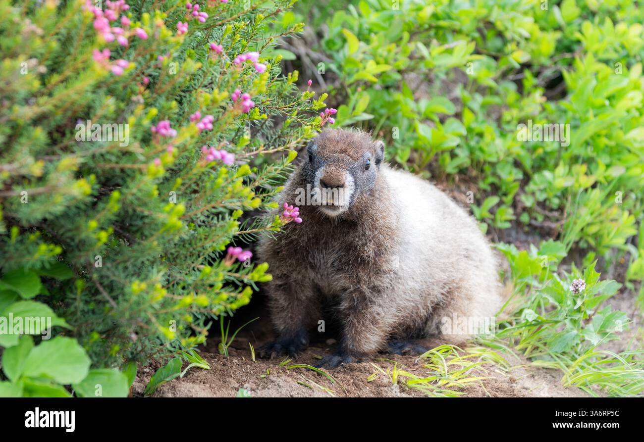 Rodent animal woodchuck. Rodent marmot animal. Wildlife nature. Marmot ...