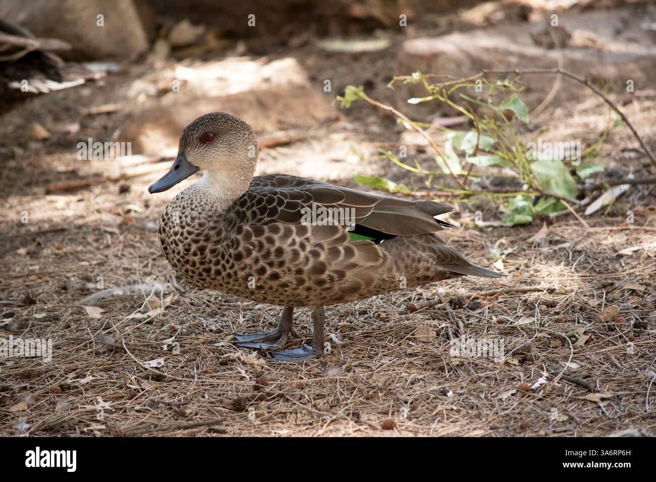 the female teal duck has dark brown feathers edged in tan with a black ...