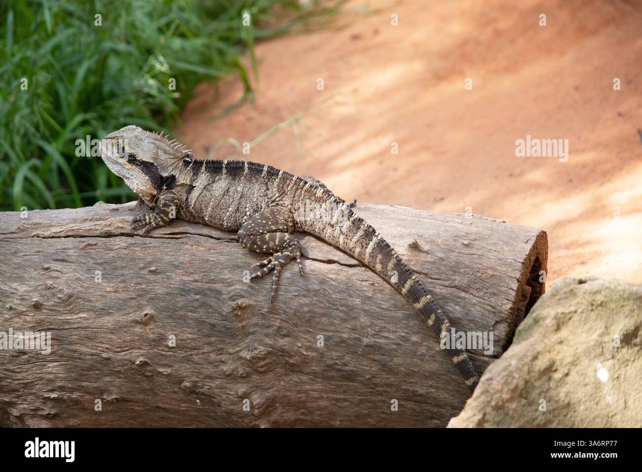 The Water Dragon can be identified by a distinctively deep angular head ...