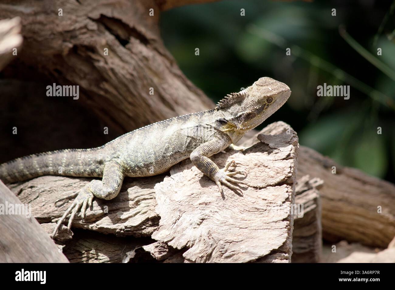 The Water Dragon can be identified by a distinctively deep angular head ...