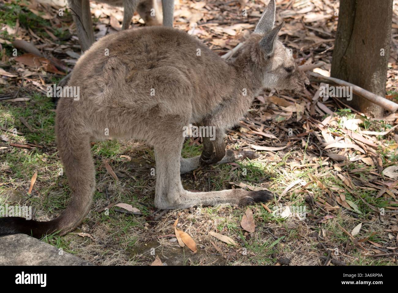 the western grey joey kangaroo is light tan with black paws and tail ...