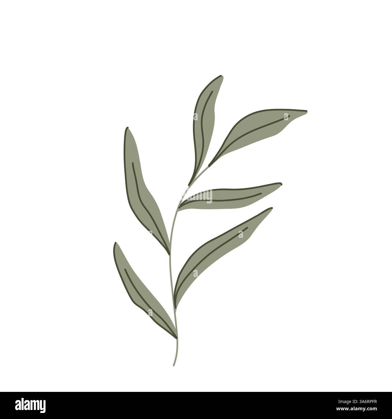 Elegant minimalist vector botanical illustration of green leaves with ...